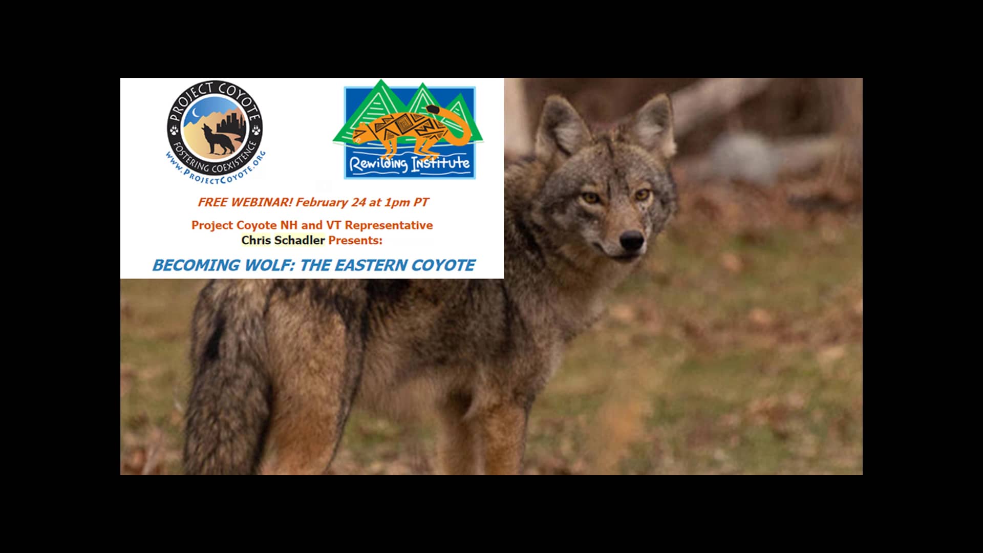 Becoming Wolf: The Eastern Coyote by Chris Schadler on Vimeo