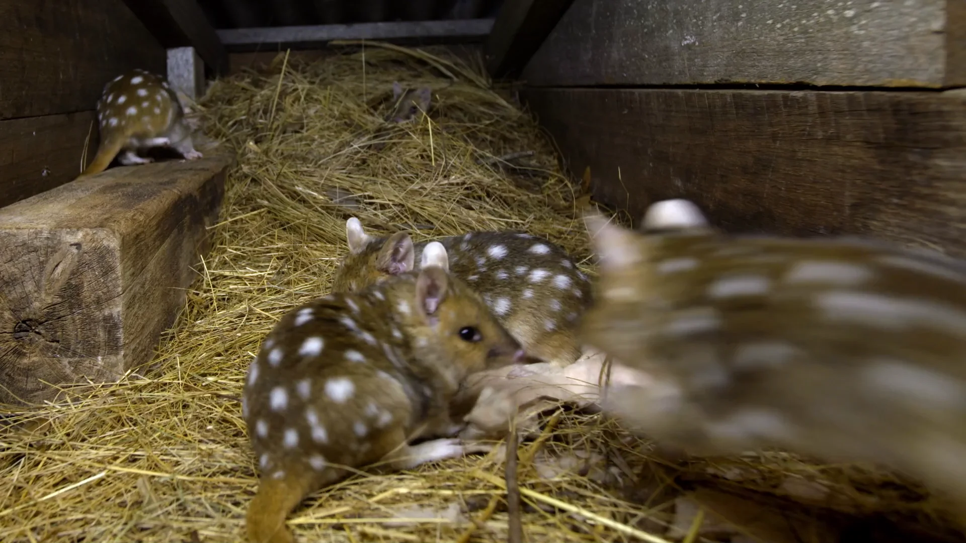 Watch Quoll Farm Online | Vimeo On Demand on Vimeo