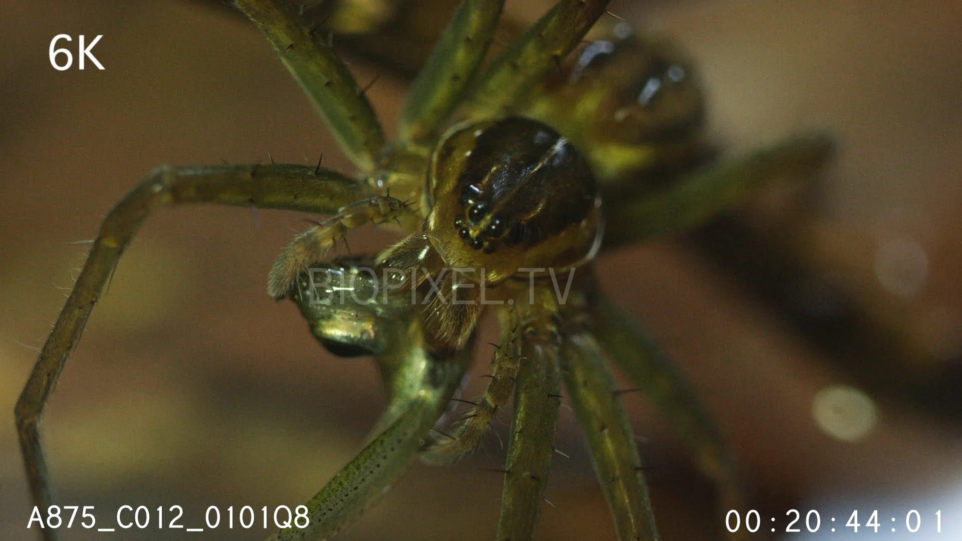 4K Spiders - Water spider Dolomedes walking on water and feeding on ...