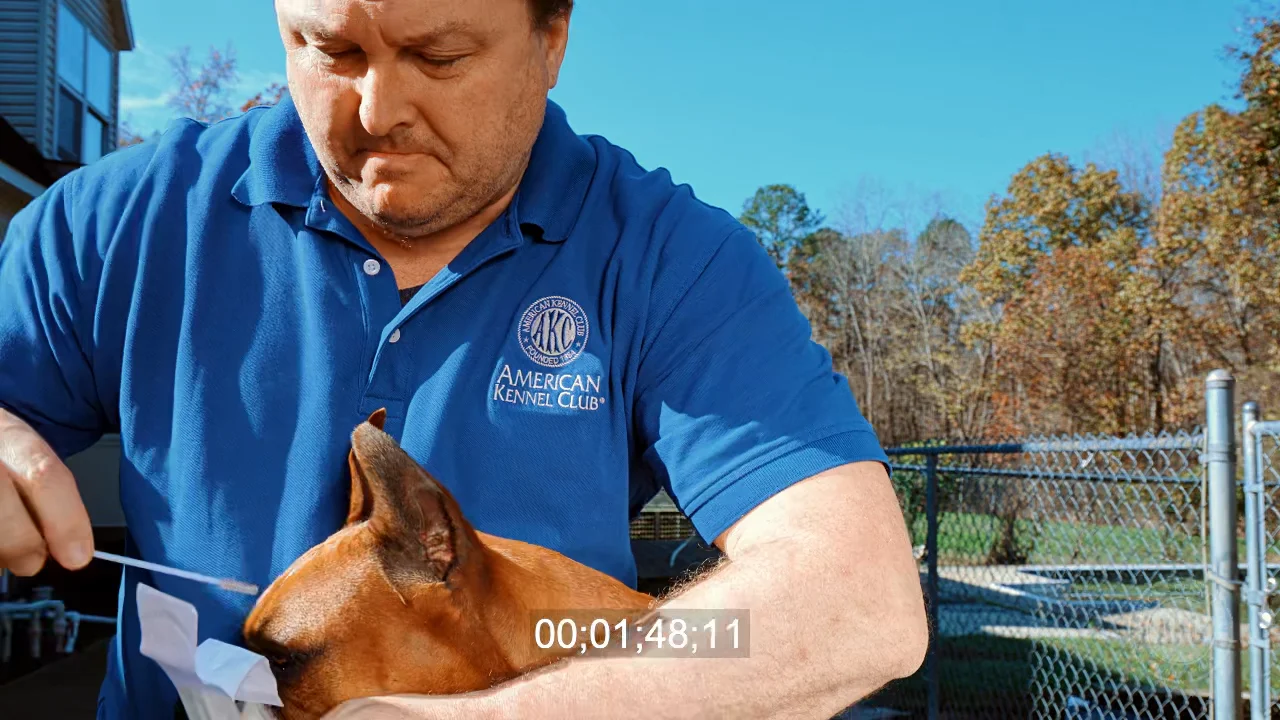 AKC - DNA Sample Kit on Vimeo
