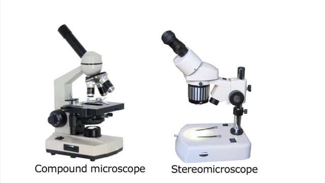 Stereomicroscope (light) — Science Learning Hub