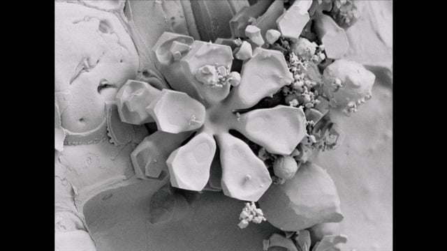 Why we use SEM — Science Learning Hub