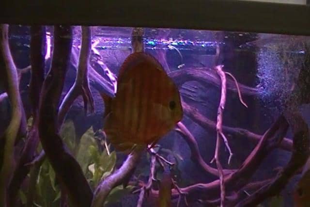 Stendker Discus show tank Discus Hans USA on Vimeo