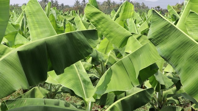 Banana Cultivation In India, Banana Cultivation Agri Farming, Banana ...
