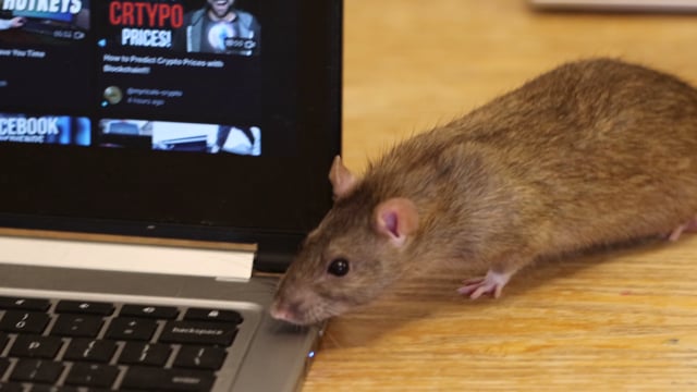 Rat Rongeur Animal - Free video on Pixabay - Pixabay