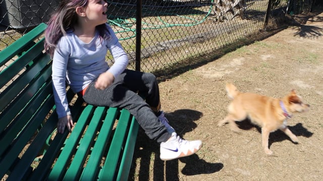 Chien Cabot Animal De - Free video on Pixabay - Pixabay