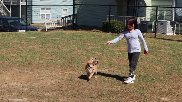 Chien Cabot Animal De - Free video on Pixabay - Pixabay