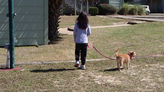 Chien Cabot Animal De - Free video on Pixabay - Pixabay