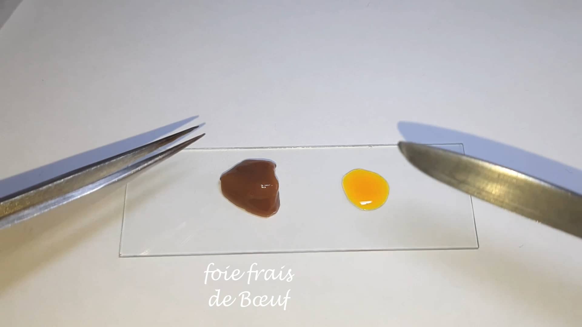 préparation de 3 lames de cellules avec eau iodée : cellules de foie et ...