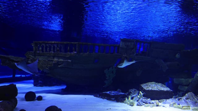 Aquarium Fish Marine Free Stock Video - Pixabay