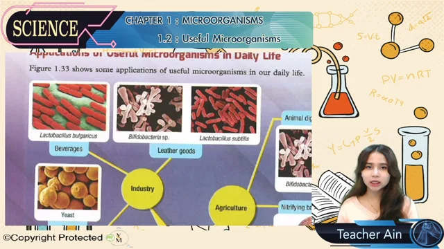 Useful Microorganisms In Our Daily Life