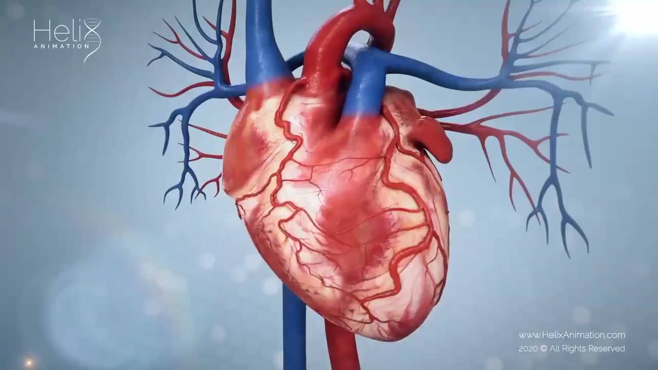 Realistic heart beat by 3D animation on Vimeo