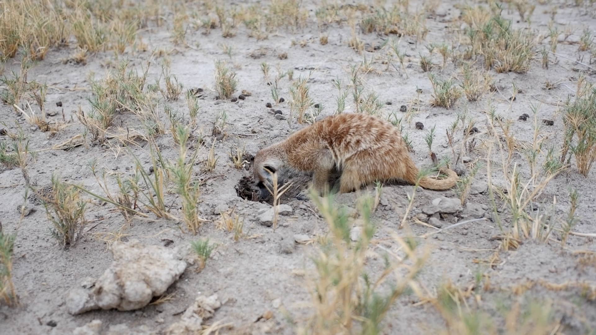 botswana_meerkat hunting_karnis on Vimeo