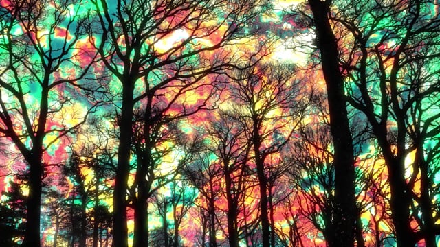 Psychedelic Trees Forest - Free video on Pixabay