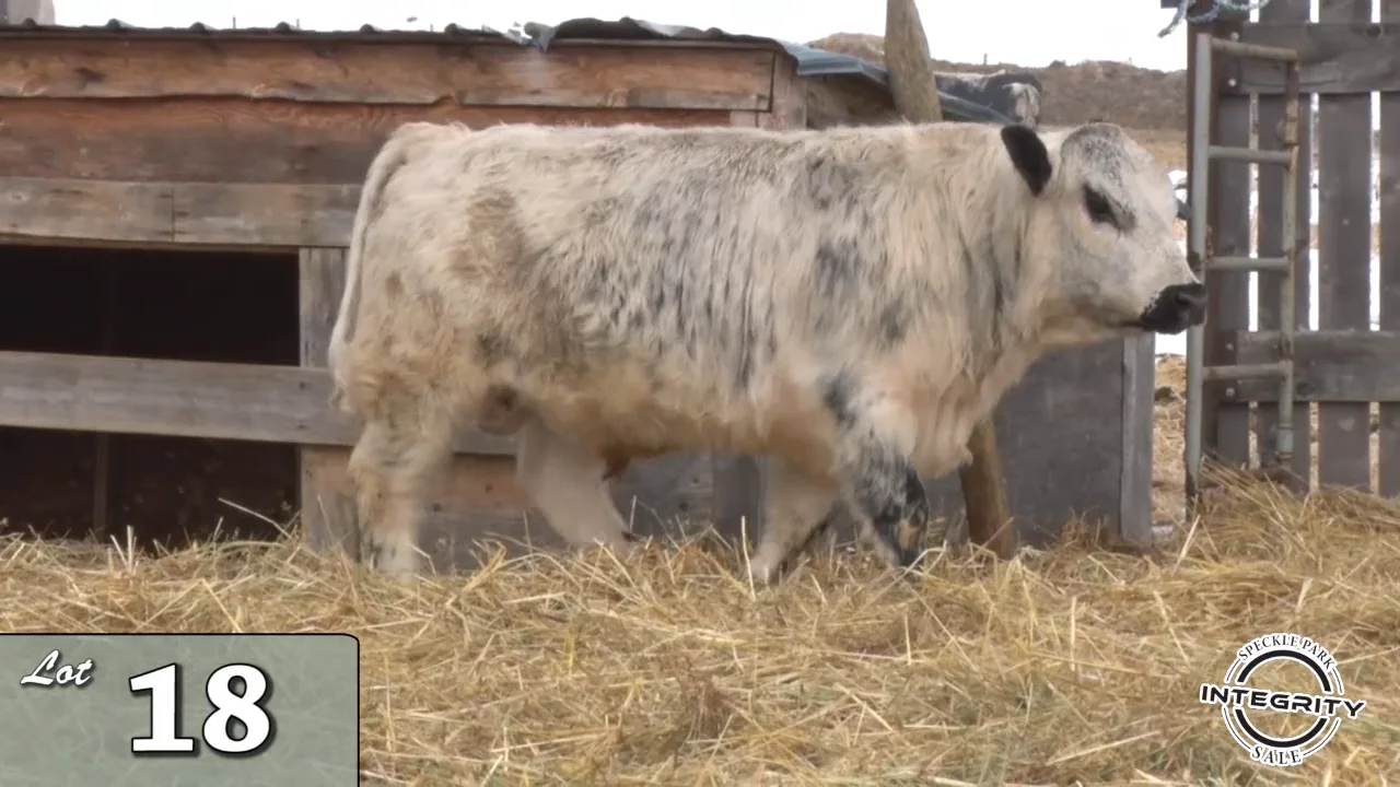 Lot 18 - SP Integrity 2021 on Vimeo