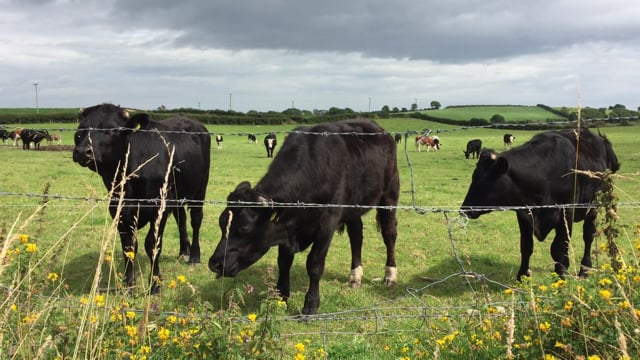 Cows Cattle Ruminants Free Stock Video - Pixabay