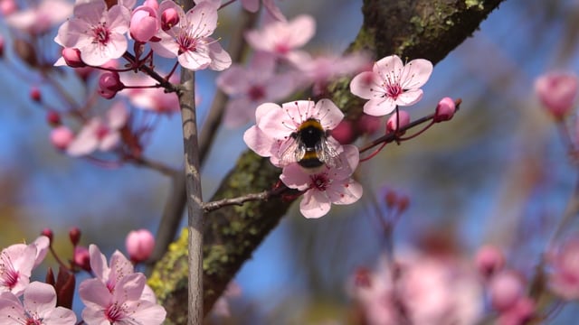 Flowers Insect Pollination - Free video on Pixabay