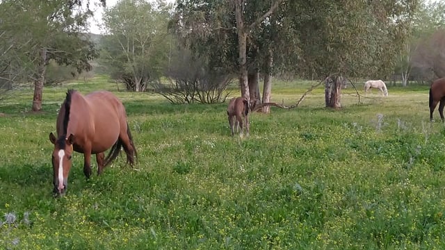 Caballos, Potro, Cría. Free Stock Video - Pixabay