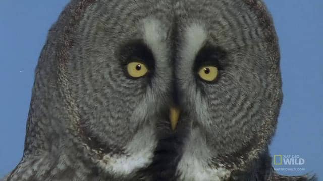 Nat Geo Wild's "World's Deadliest: Predator Superpowers" on Vimeo