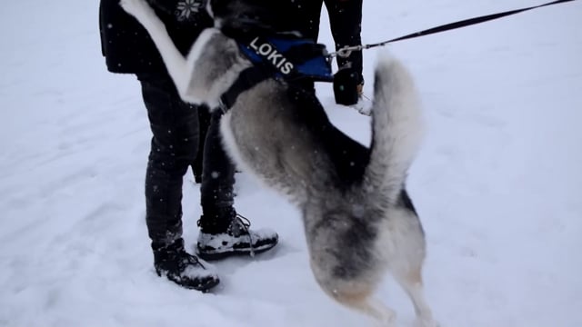 Dog Playing Snow Free Stock Video - Pixabay