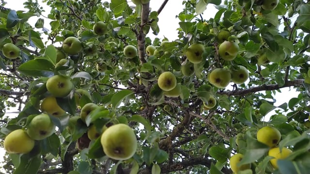 Pears Tree, Apple Tree, Pears. Free Stock Video - Pixabay