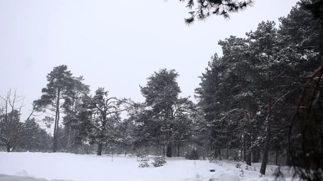 Snow Falling Videos: Download 32+ Free 4K & HD Stock Footage Clips ...