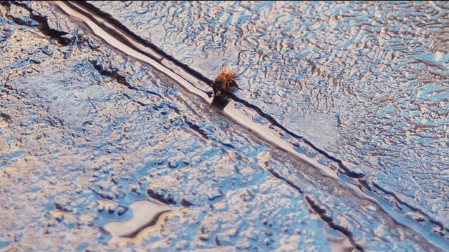 Bee Nectar Honey - Free video on Pixabay