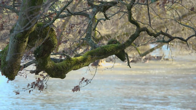 Tree Plugged River The - Free video on Pixabay