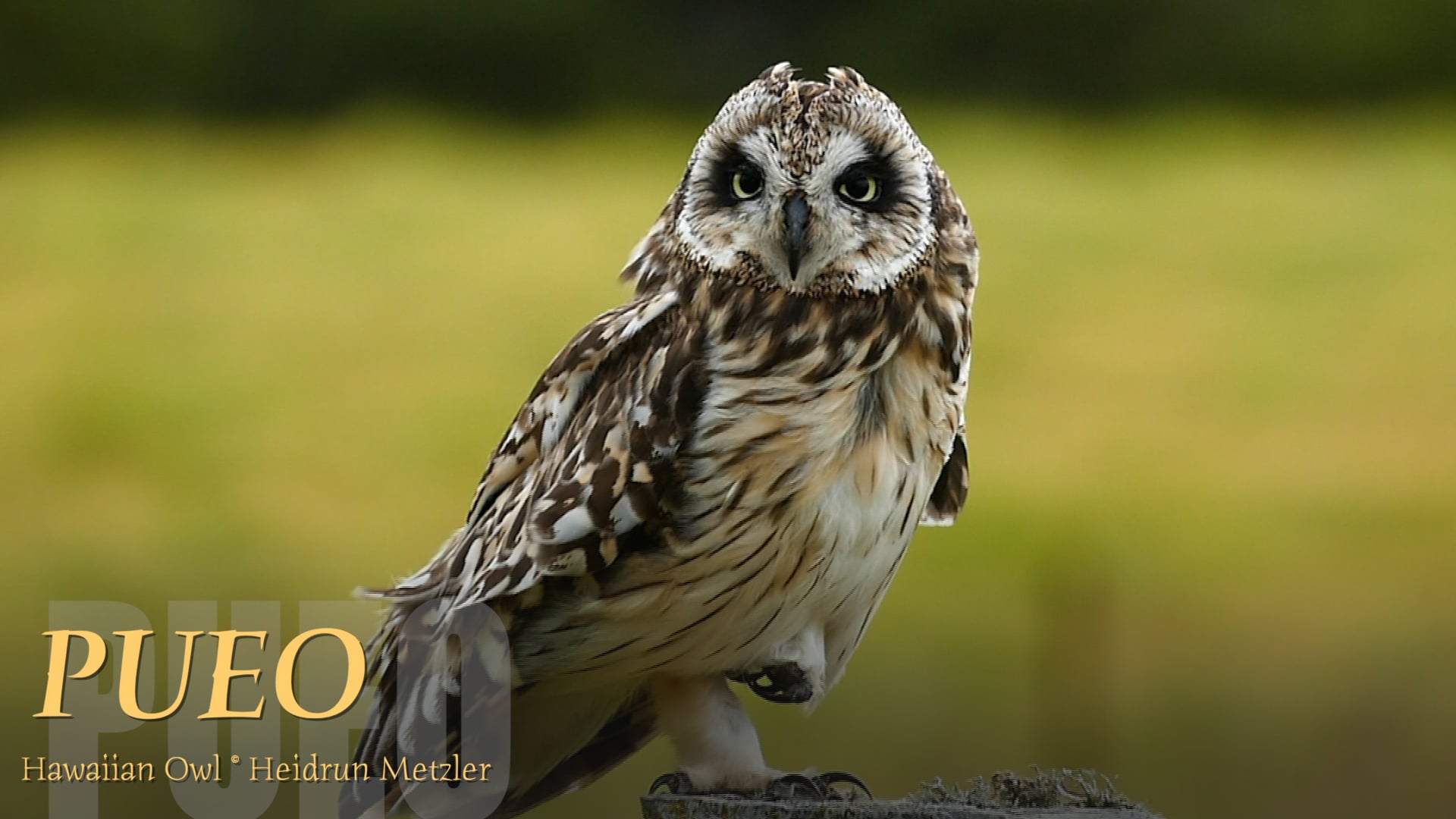 Pueo Hawaiian Owl on Vimeo