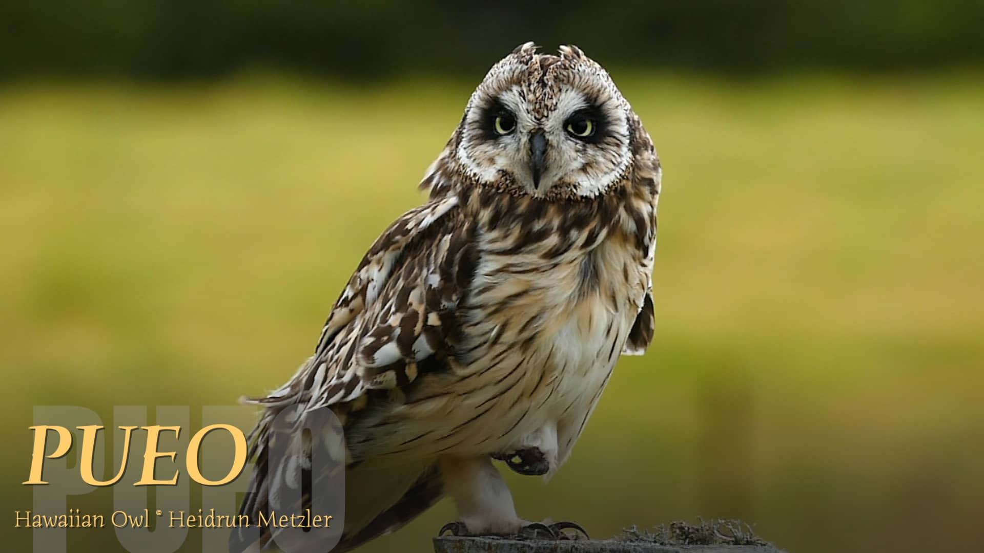 Pueo Hawaiian Owl on Vimeo