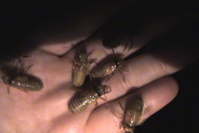 Where will 17 & 13 Year Periodical Cicada Broods emerge next (2025 ...