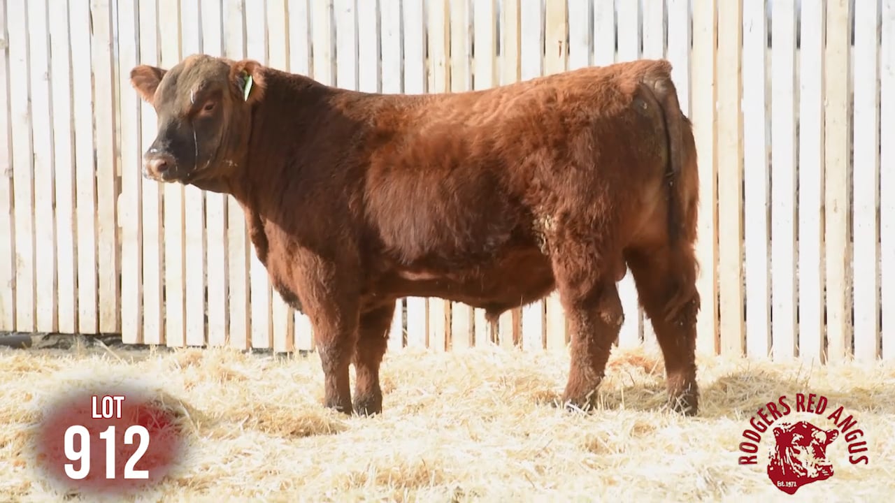 Lot 912-Rodgers Red Angus 2021 on Vimeo