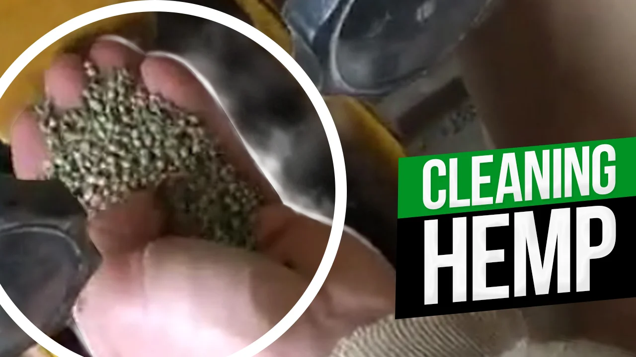 Cleaning hemp on Vimeo