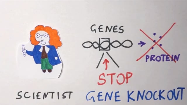 Biology Educational Videos | Resources Library