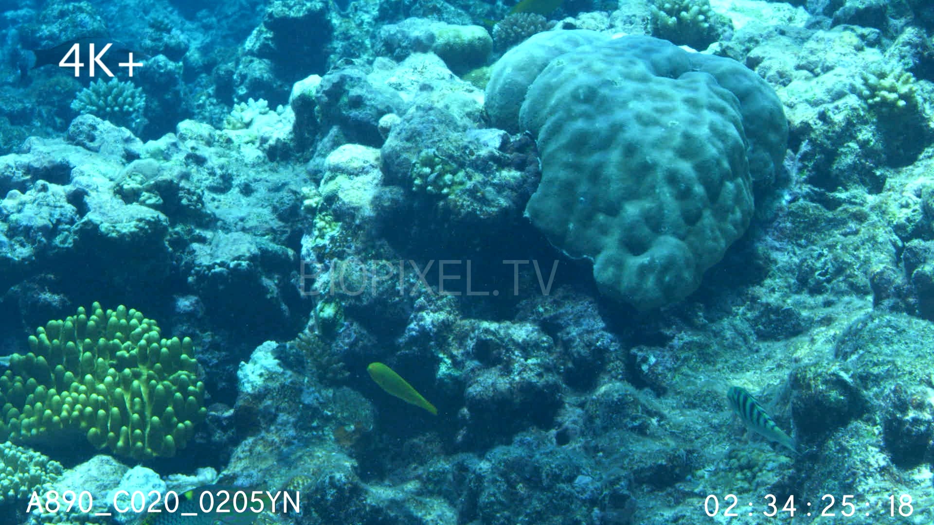 4K Fish Feeding - Large gibbus parrotfish feeding slow motion 120 ...