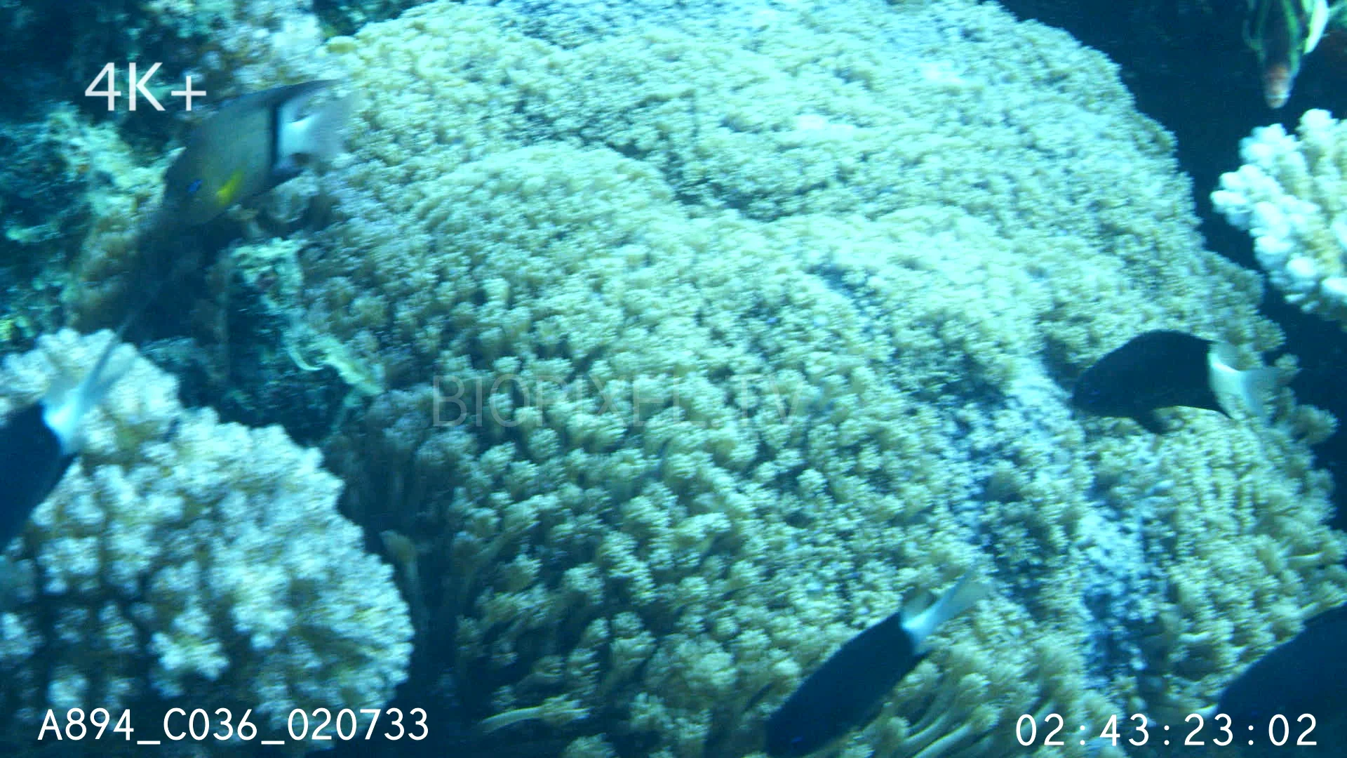 4K Fish Feeding - Eastern triangular butterflyfish feeding slow motion ...