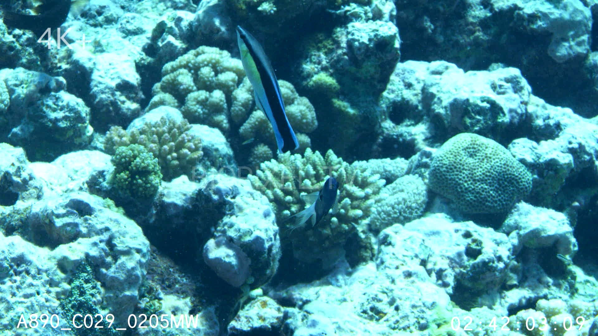 Fish Symbiosis - Cleaner wrasse slow motion 120 frames per second 4K ...