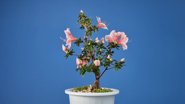 Flower Azalea Bonsai Free Stock Video Pixabay