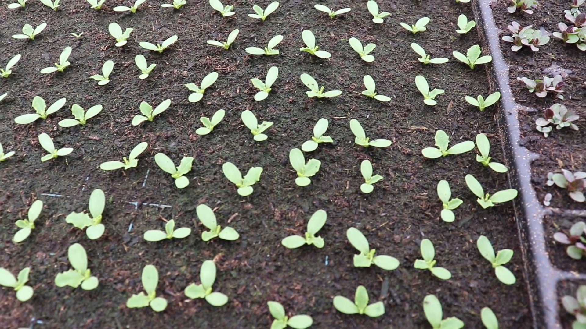 MOPS Plant propagation for salads.mp4 on Vimeo