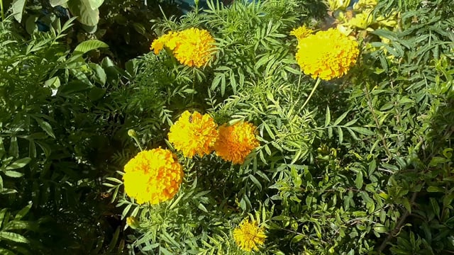 Flowers, Nature, Spring. Free Stock Video - Pixabay