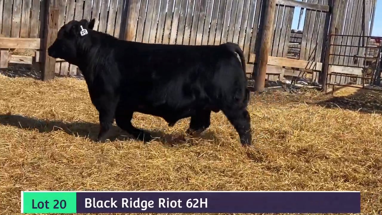 Lot 20-Best of the Breeds Bull Sale 2021mp4 on Vimeo