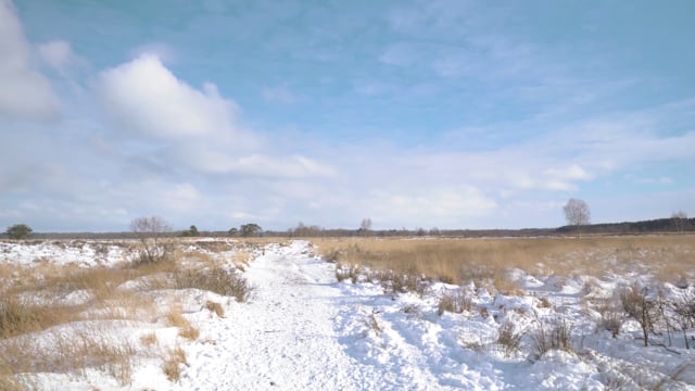 Trees Snow Wind - Free video on Pixabay