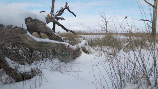 Snow Wind Trees - Free video on Pixabay