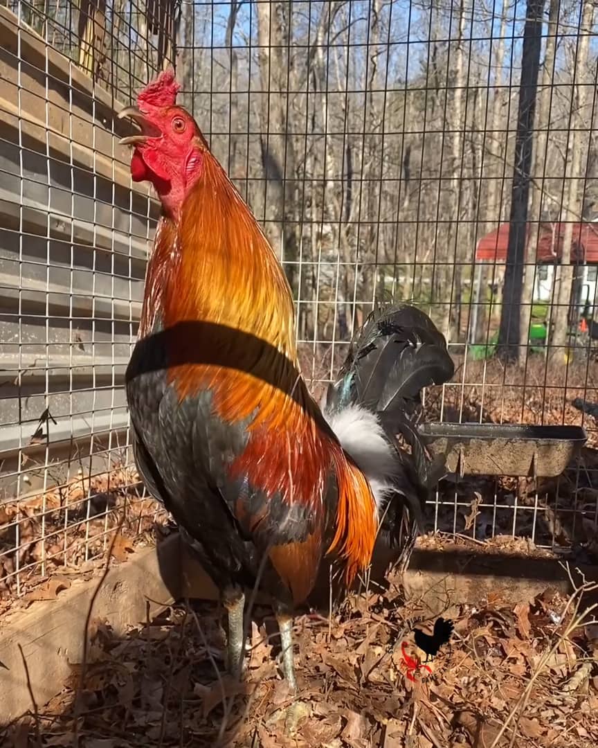 McLean Hatch stag Scorpion Ridge Gamefowl Farm on Vimeo