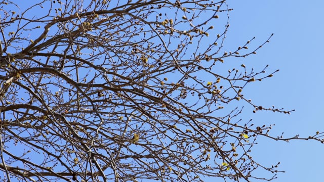 Trees, Leaves, Branches. Free Stock Video - Pixabay