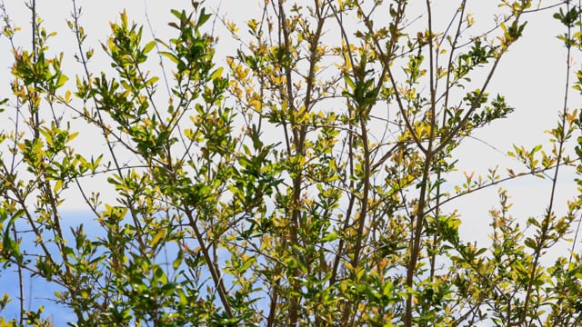 Trees, Leaves, Branches. Free Stock Video - Pixabay