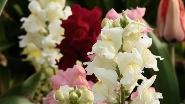 1+ Free Snapdragons & Flowers Videos, HD & 4K Clips - Pixabay