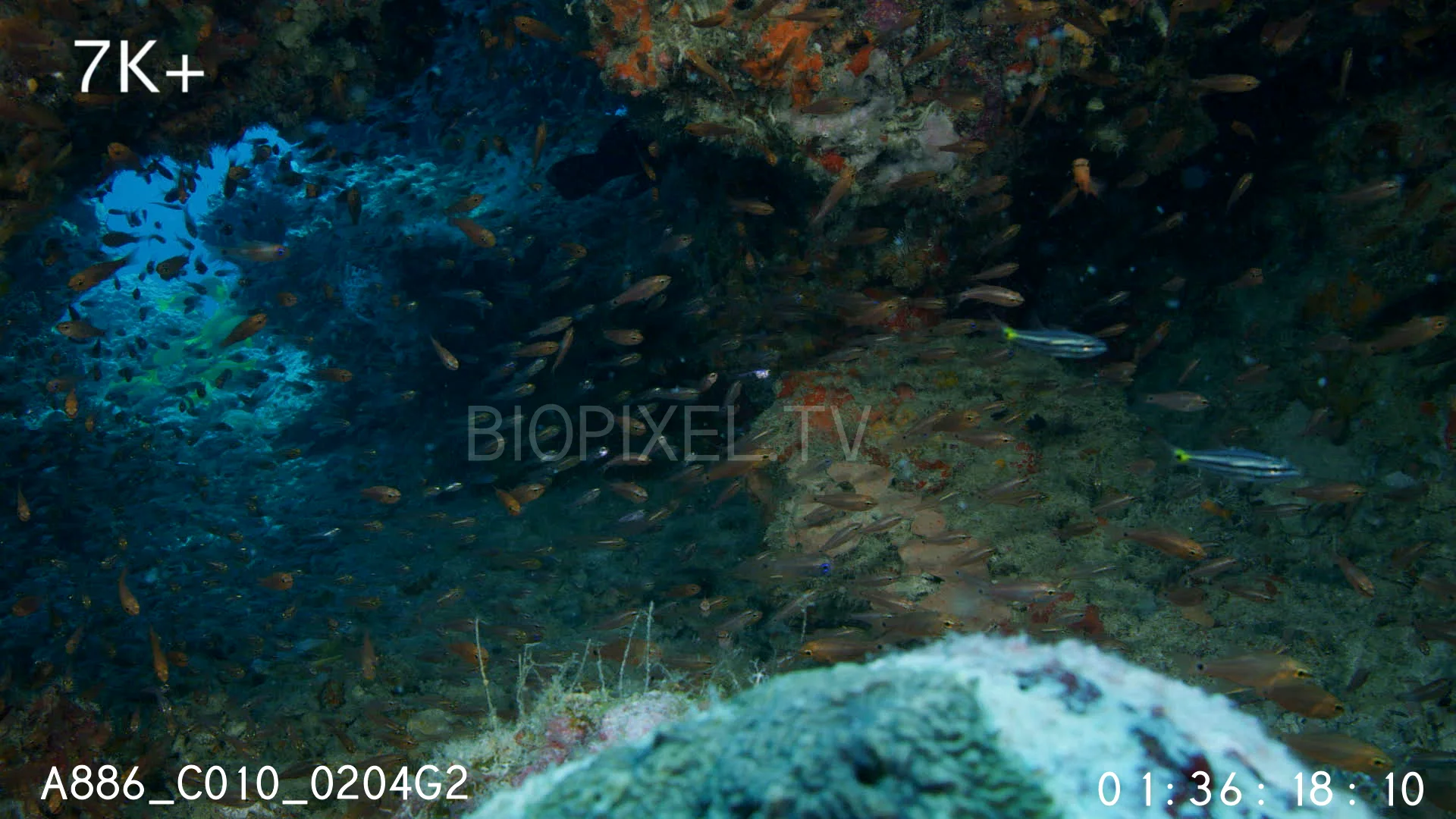 Fish - Coral cod swimming amongst baitfish 7K+ on Vimeo