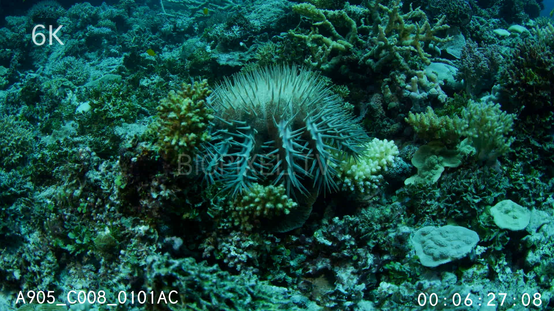 4K Coral Predators - Crown of thorns starfish feeding on coral 6K 2 on ...