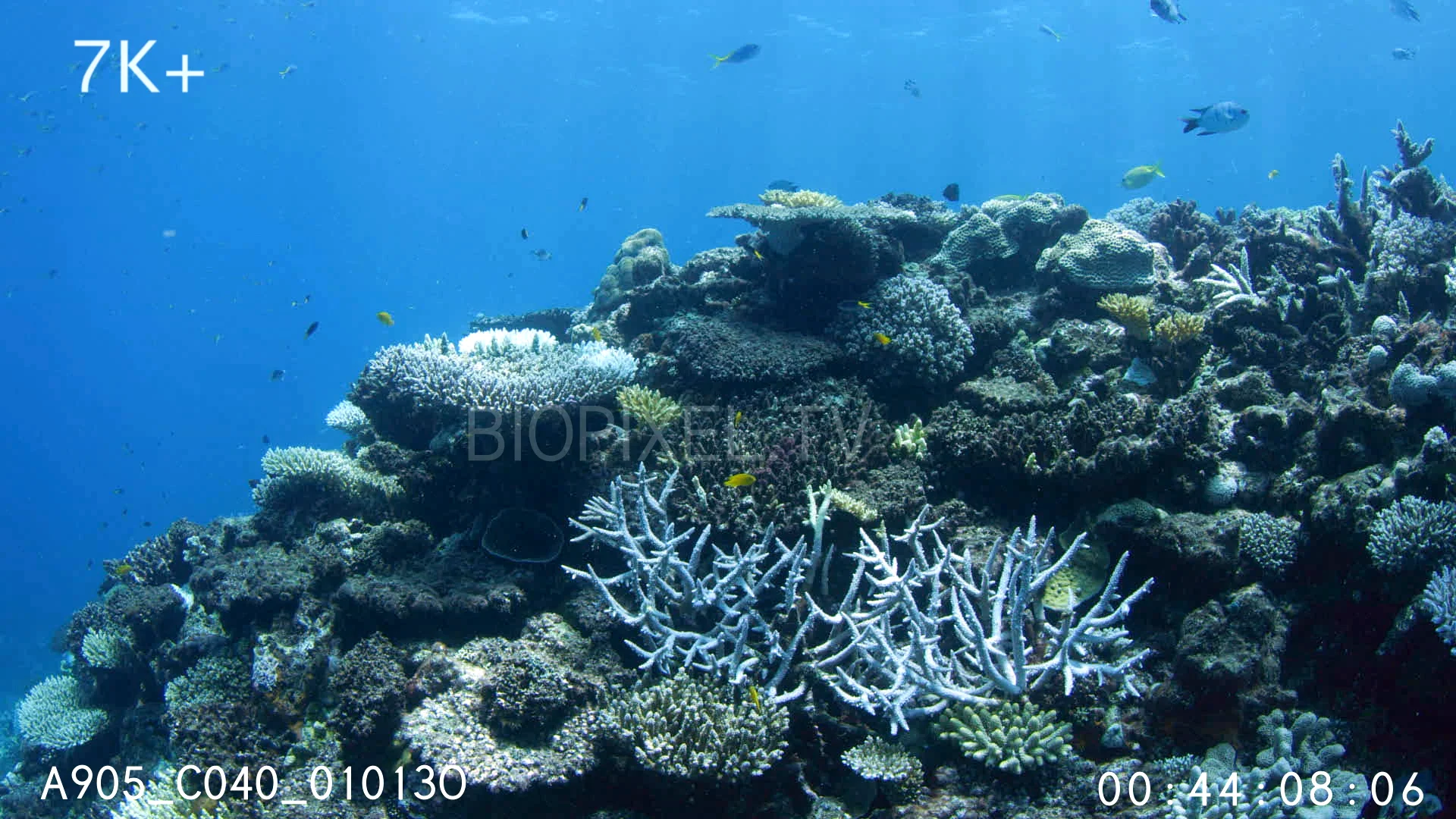 Coral Reefs - School of fusiliers over coral in Coral Sea on Vimeo